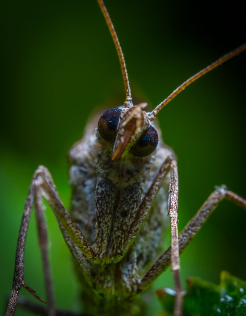 Desert Locust Plague in East Africa - World Hunger News